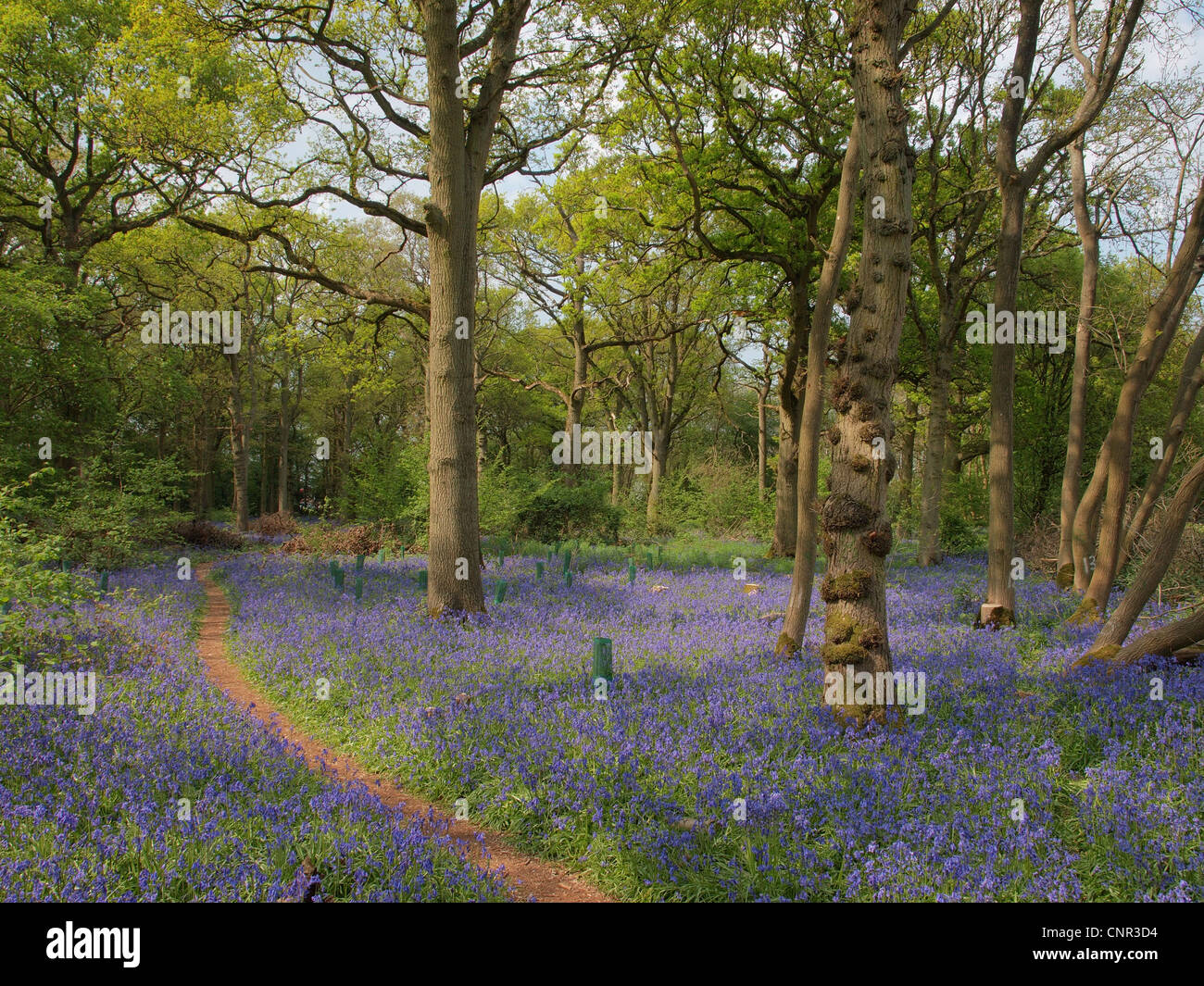 April and may bluebells hi-res stock photography and images - Alamy