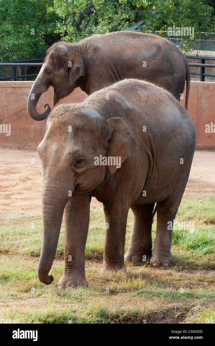 Asian Elephant Elephant Stock Photo - Alamy