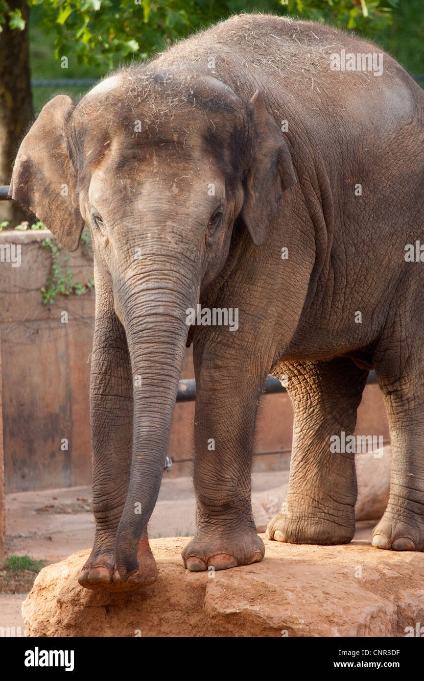 Asian Elephant Elephant Stock Photo - Alamy