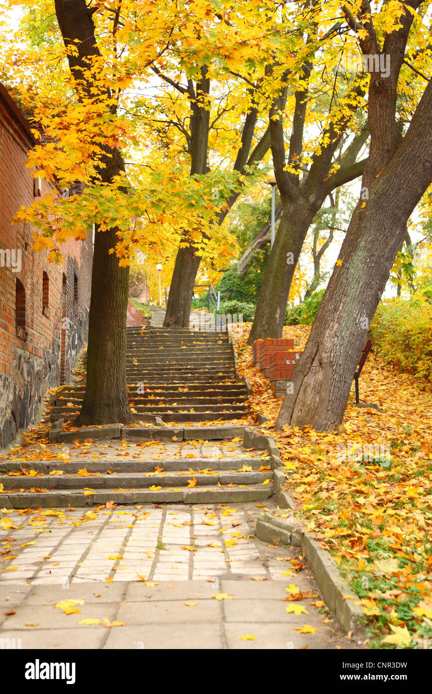 yellow autumn maple leaf alley Nature background tree Stock Photo - Alamy
