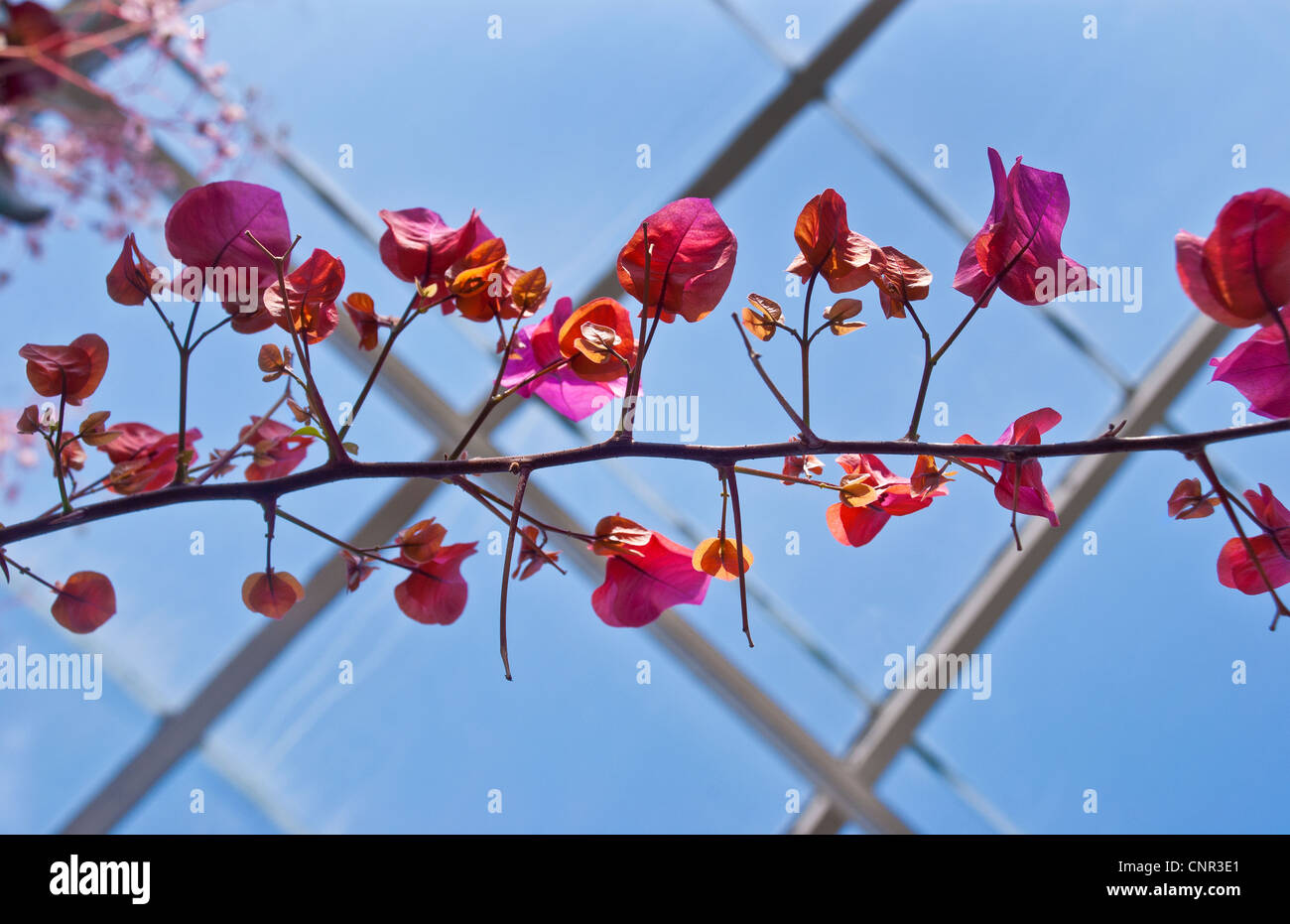 Forms of the flowers hi-res stock photography and images - Alamy