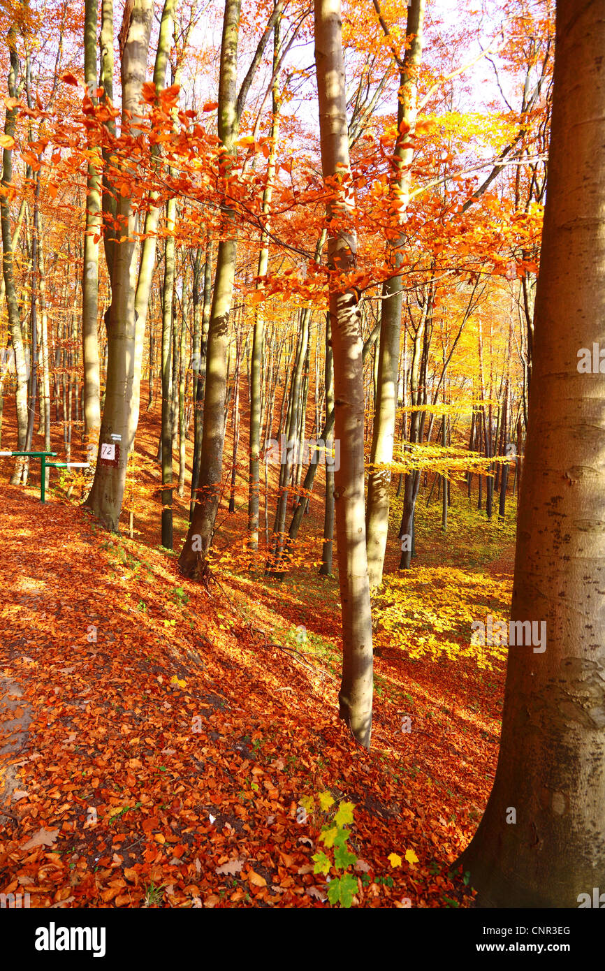Fall in Park beautiful autumn yellow wood tree Stock Photo - Alamy