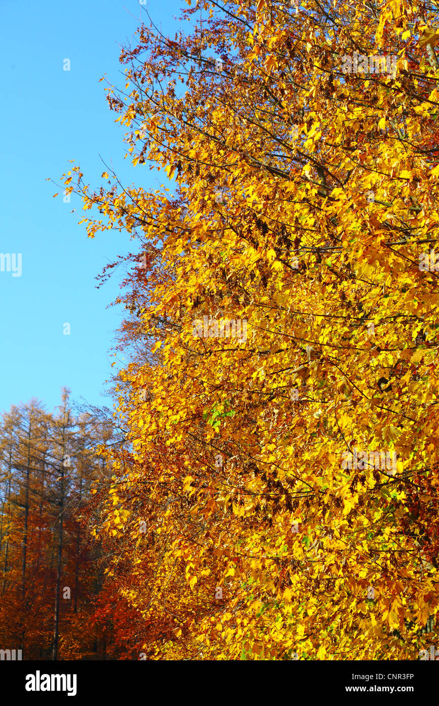 Fall in Park beautiful autumn yellow wood tree Stock Photo - Alamy