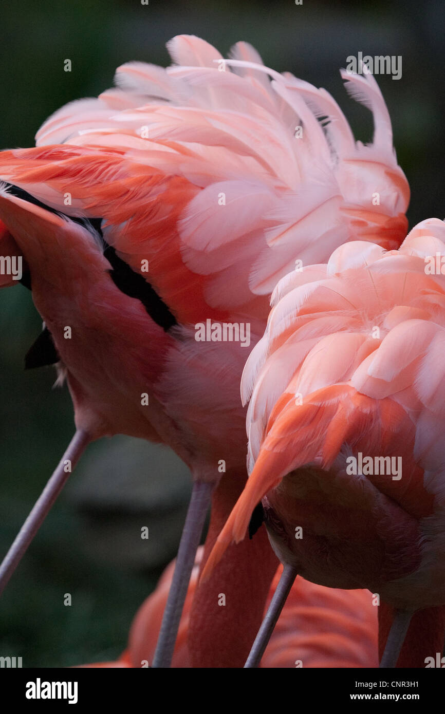 Bird Colors Feathers Flamingo Stock Photo - Alamy