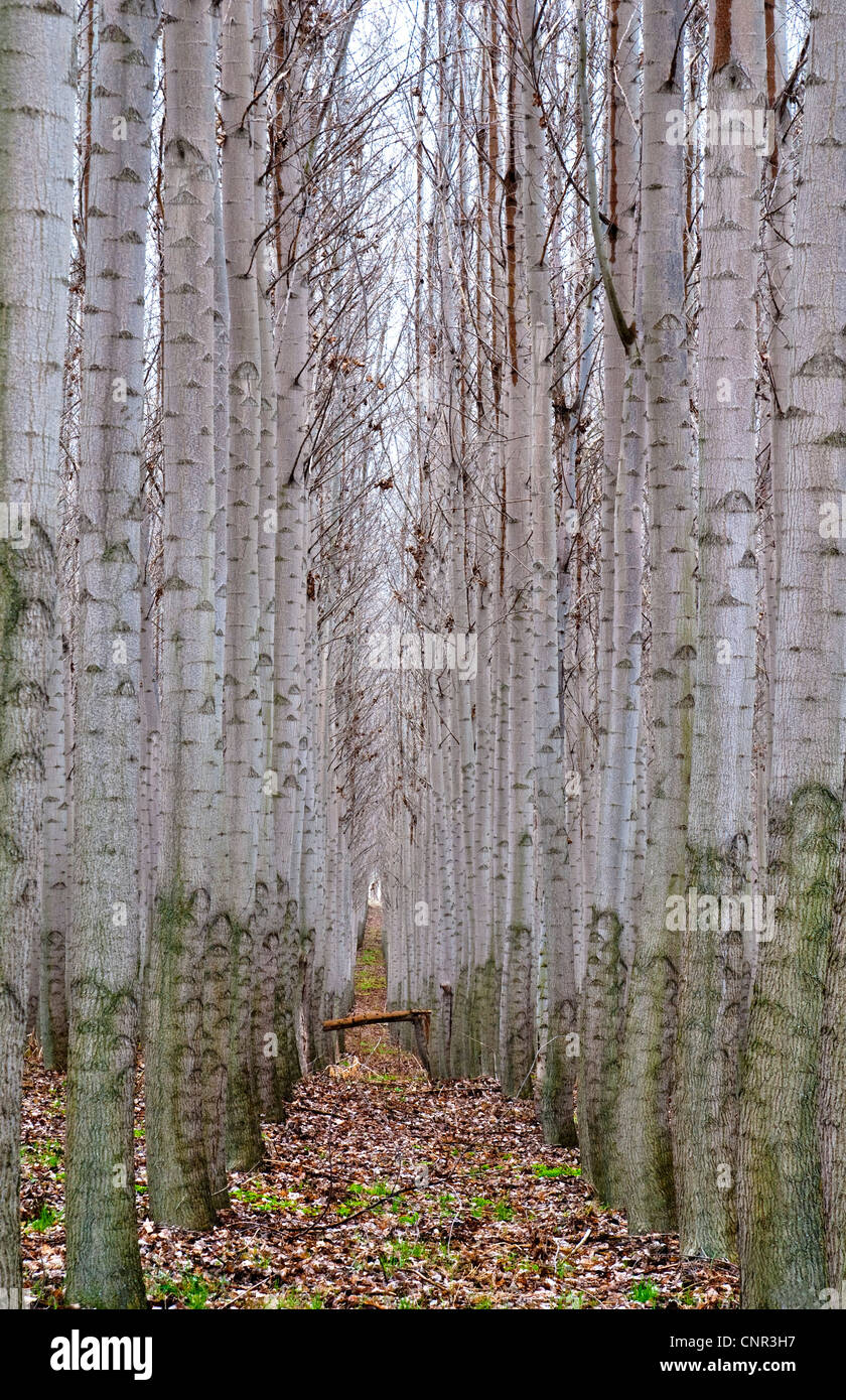 Tree trees farm hi-res stock photography and images - Alamy