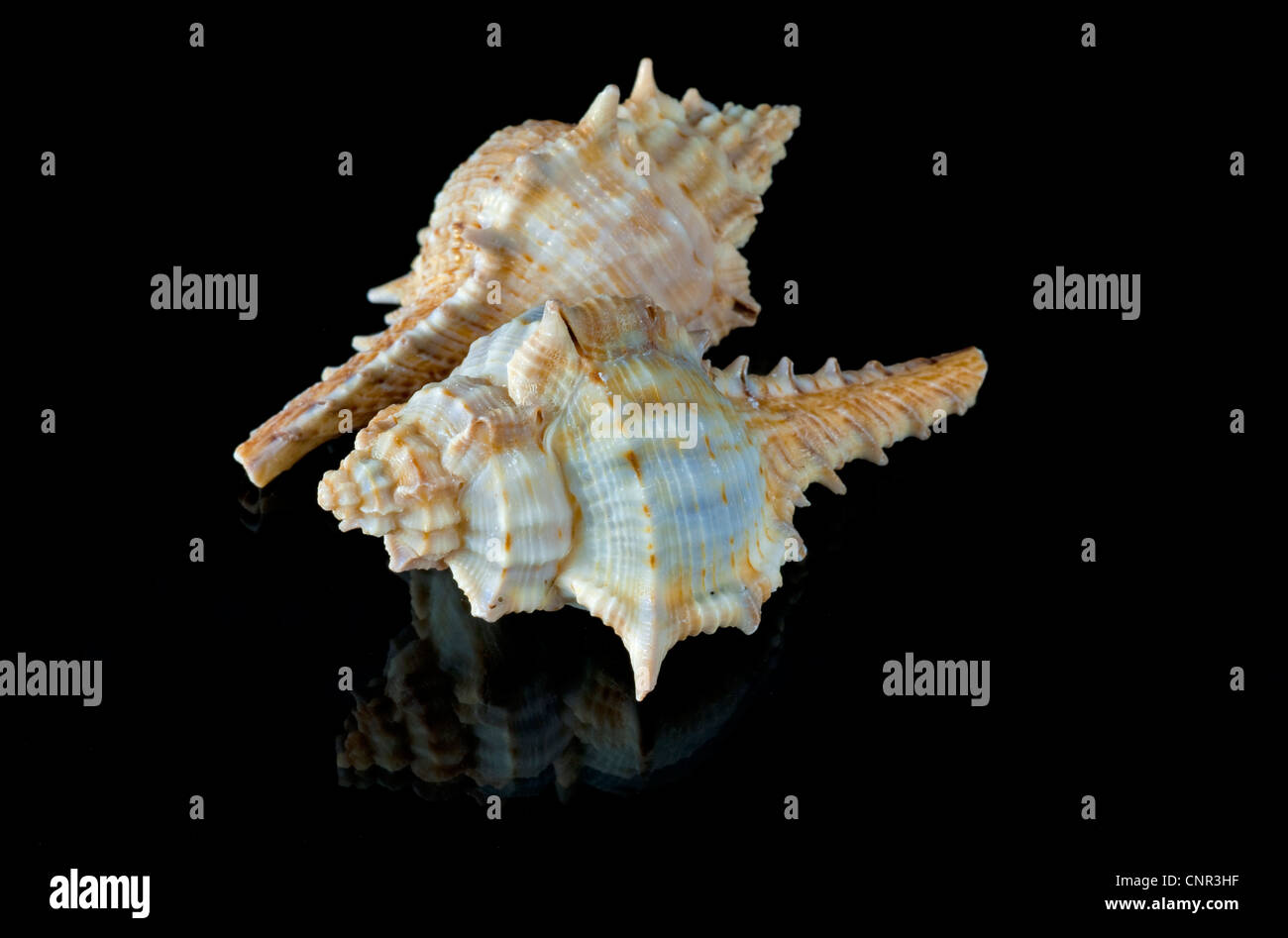 Two Angaria Delphinus shells on a black background Stock Photo - Alamy