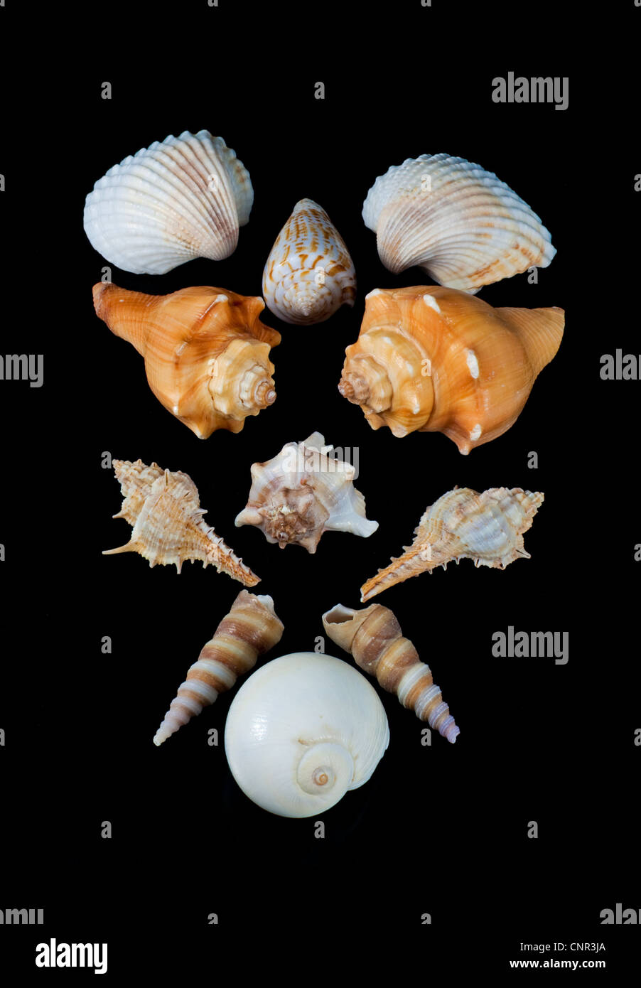 Several different kinds hi-res stock photography and images - Alamy