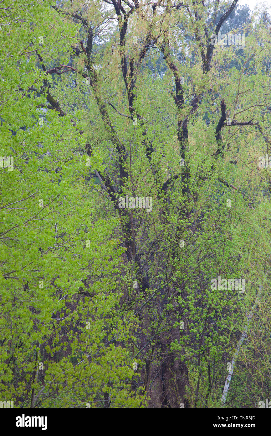 Rain Falling on Budding Willow Trees in Southern Vermont Stock Photo ...
