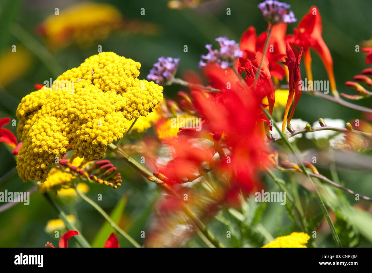 Colors Flowers Grass Nature wild flowers Stock Photo - Alamy