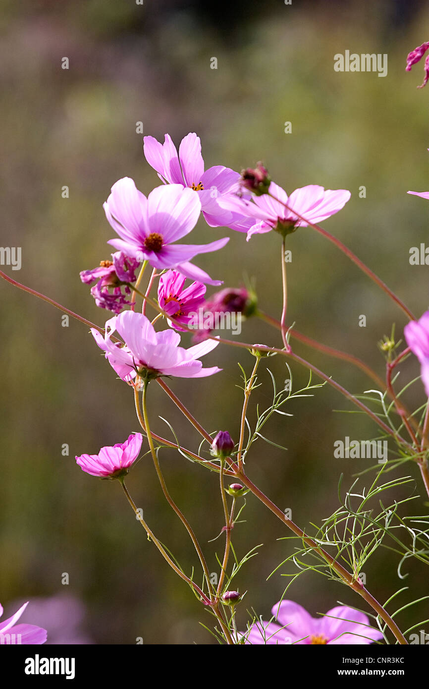 Colors Flowers Grass Nature wild flowers Stock Photo - Alamy