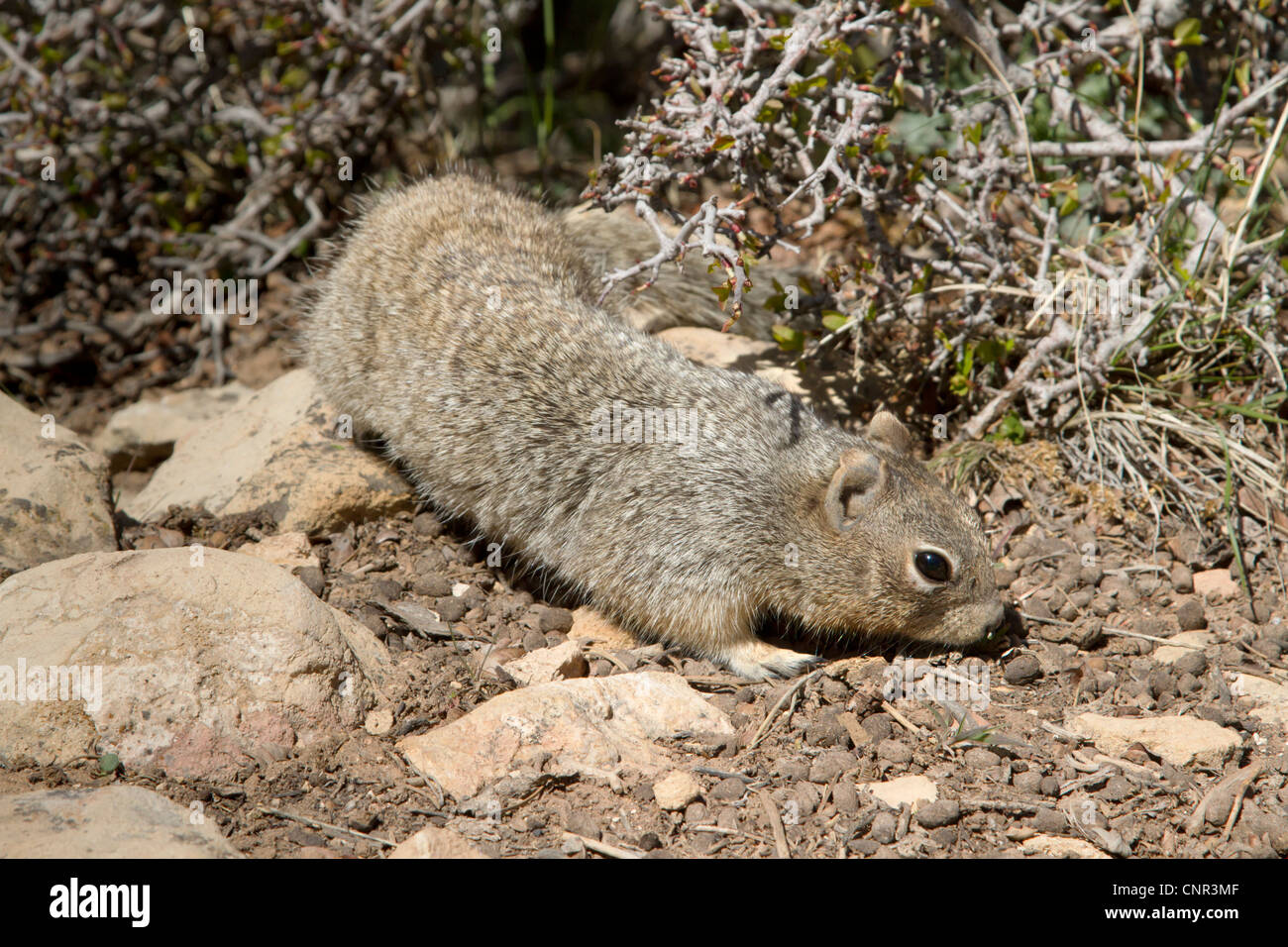 Otospermophilus variegatus hi-res stock photography and images - Alamy