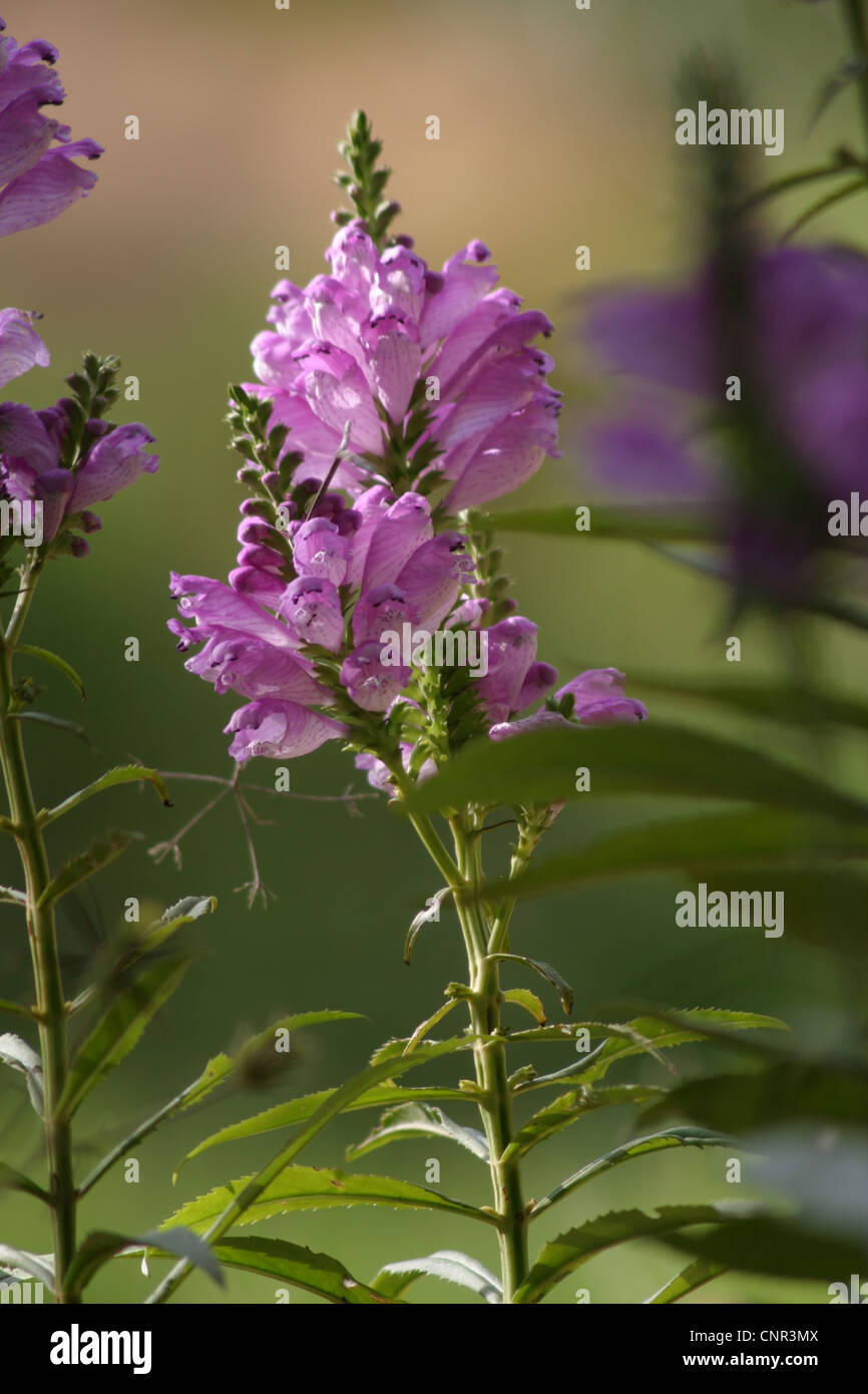 Colors Flowers Grass Nature wild flowers Stock Photo - Alamy