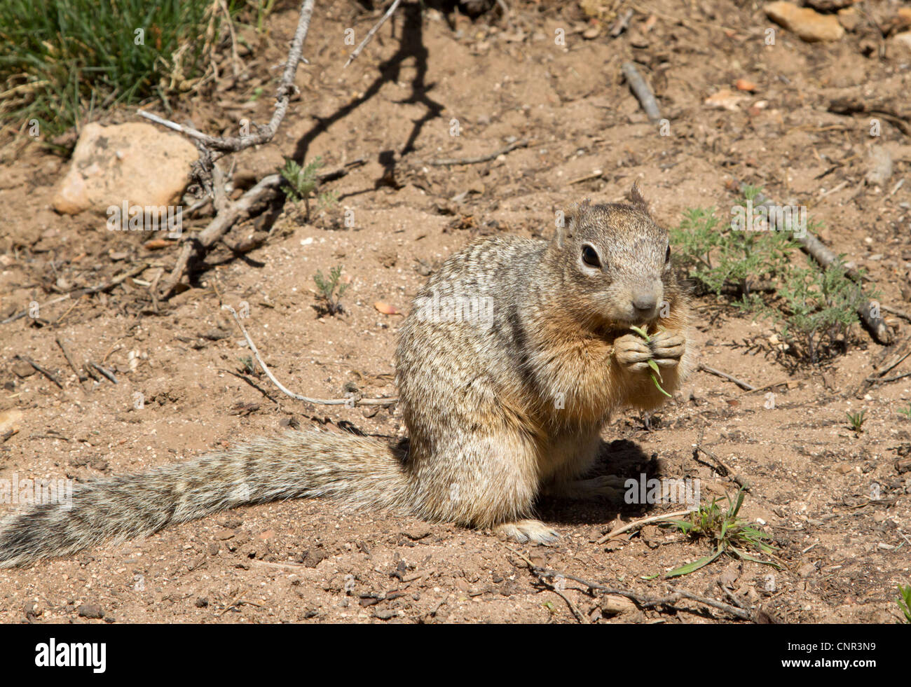 Rock Squirrel Grand Canyon High Resolution Stock Photography and Images ...