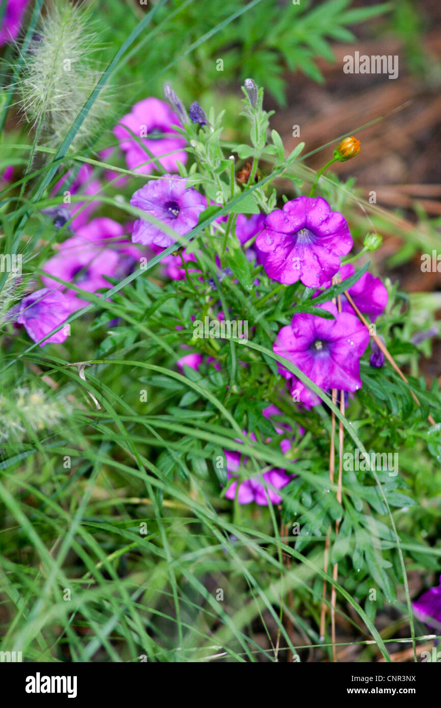 Colors Flowers Grass Nature wild flowers Stock Photo - Alamy