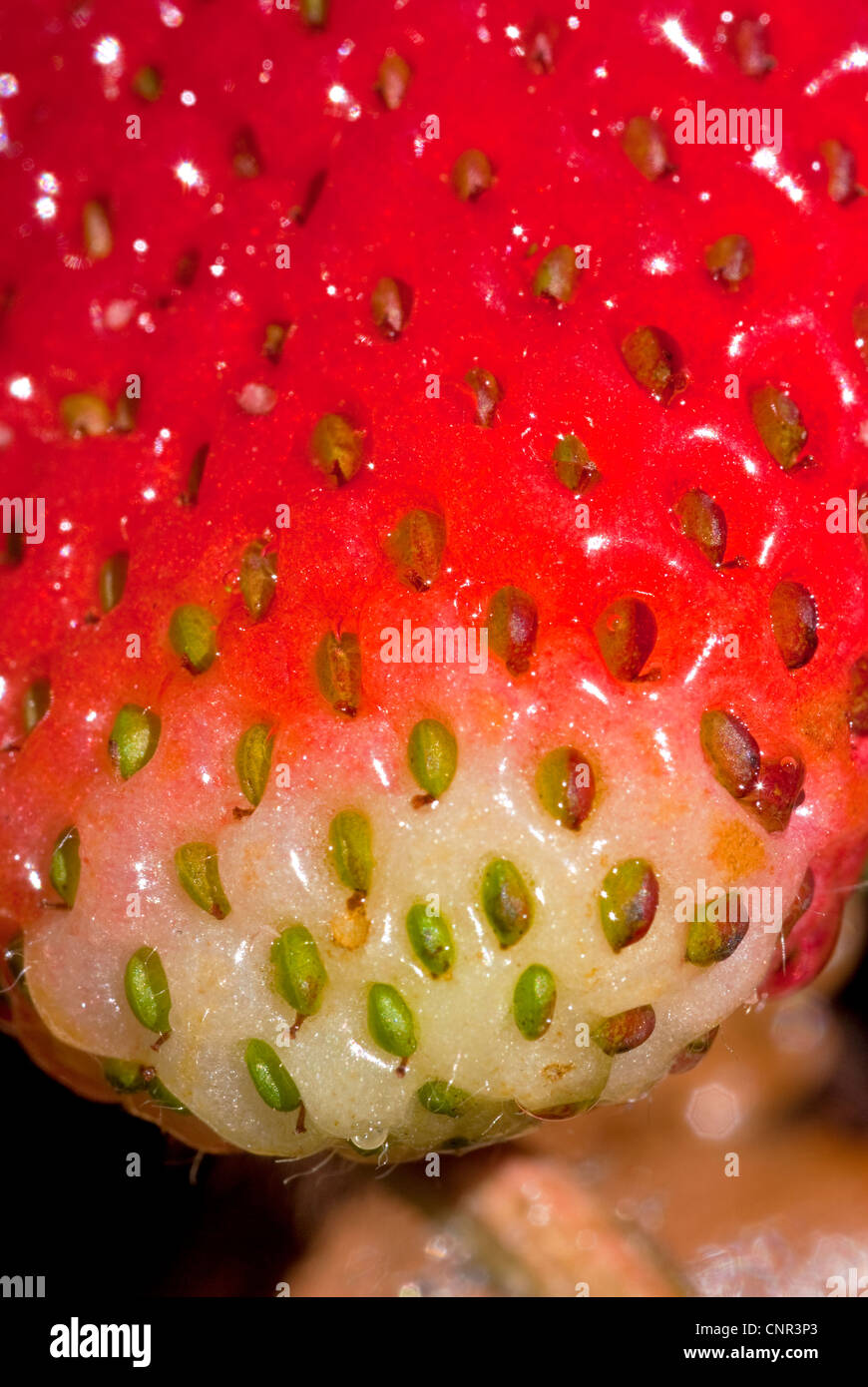 Strawberry seeds can be seen clearly in this macro Stock Photo - Alamy