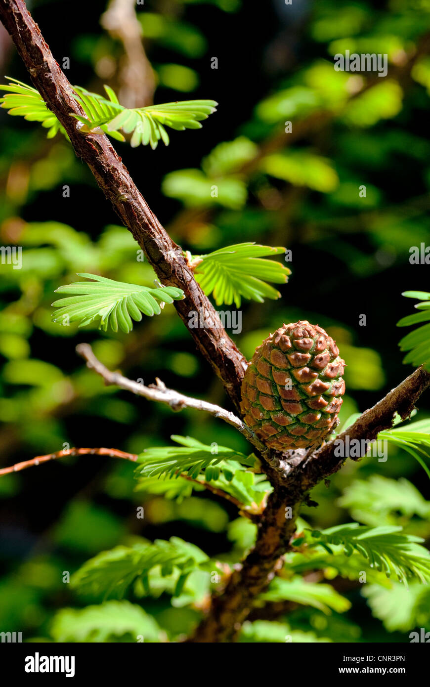 Early spring new pine-cone in a pine tree Stock Photo - Alamy