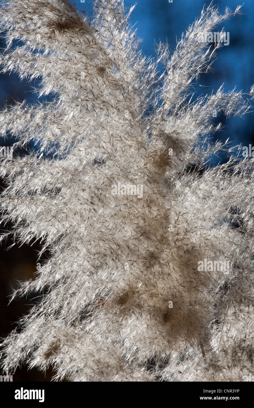 Colors Flowers Grass Nature wild flowers Stock Photo - Alamy
