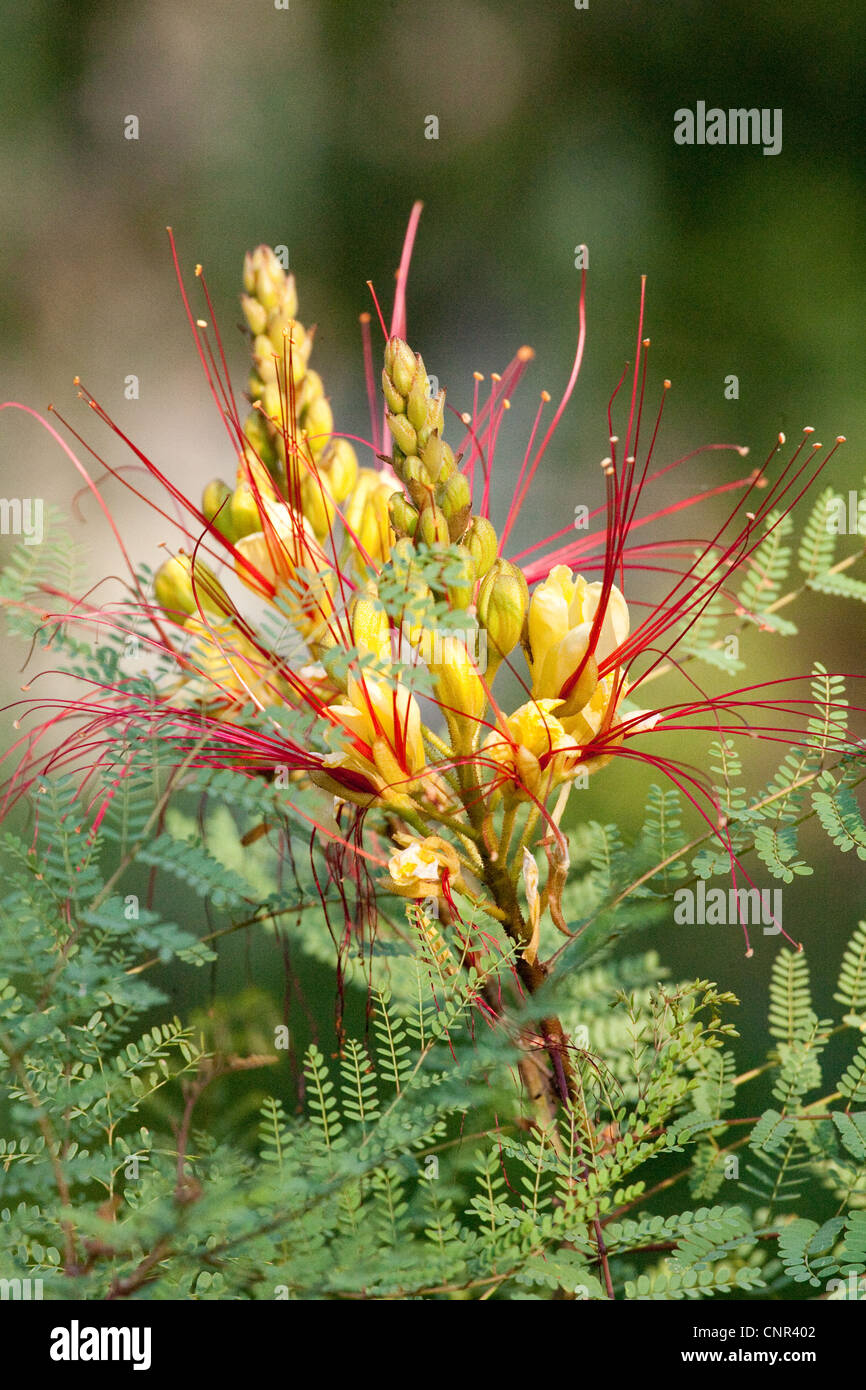Colors Flowers Grass Nature wild flowers Stock Photo - Alamy