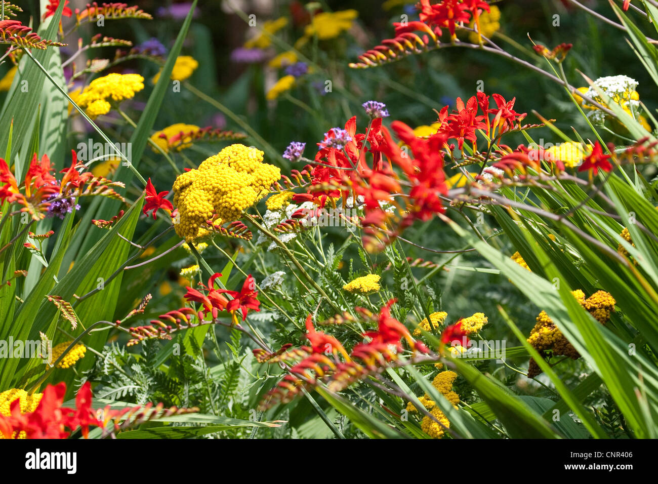 Colors Flowers Grass Nature wild flowers Stock Photo - Alamy