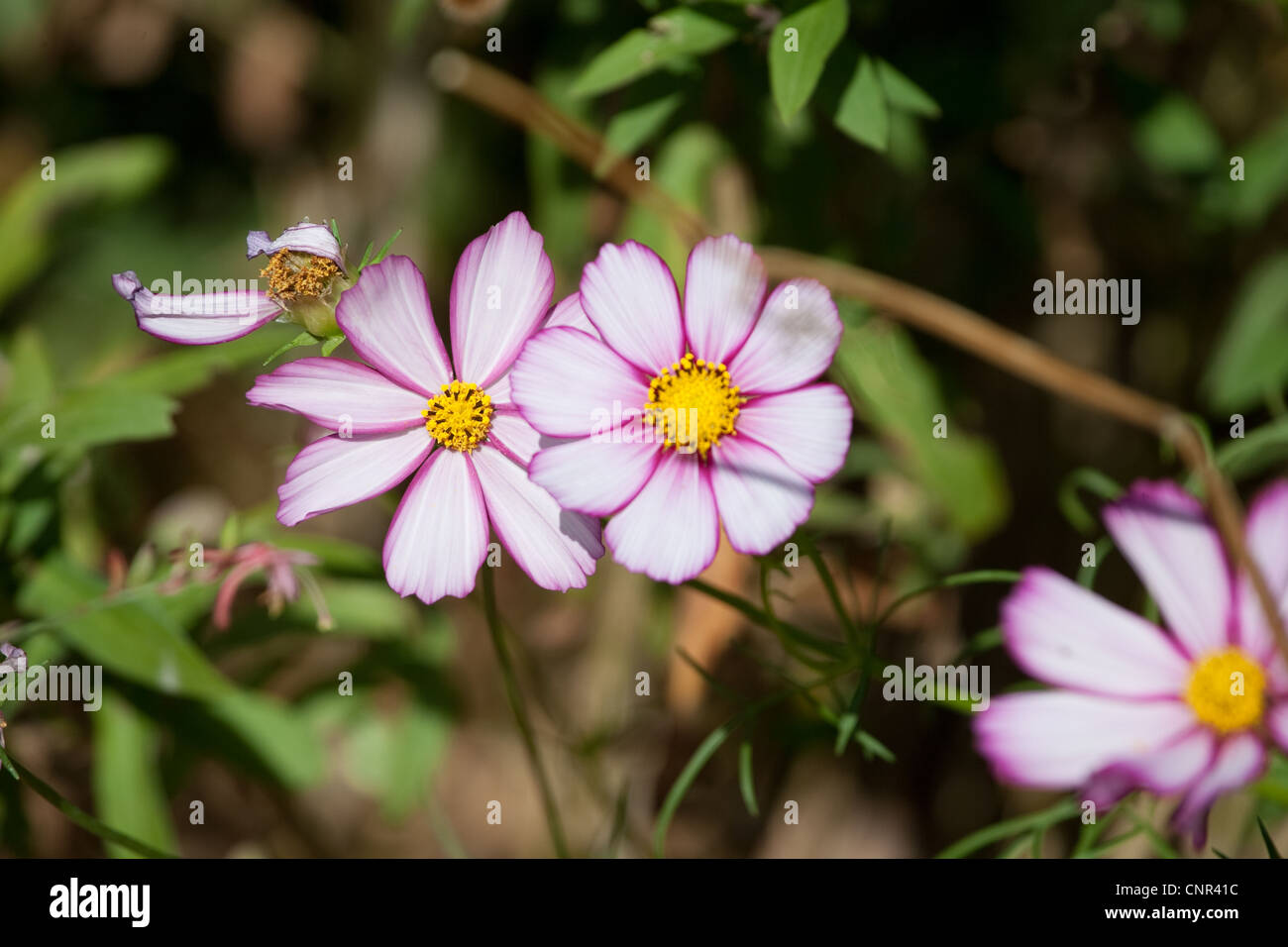 Colors Flowers Grass Nature wild flowers Stock Photo - Alamy