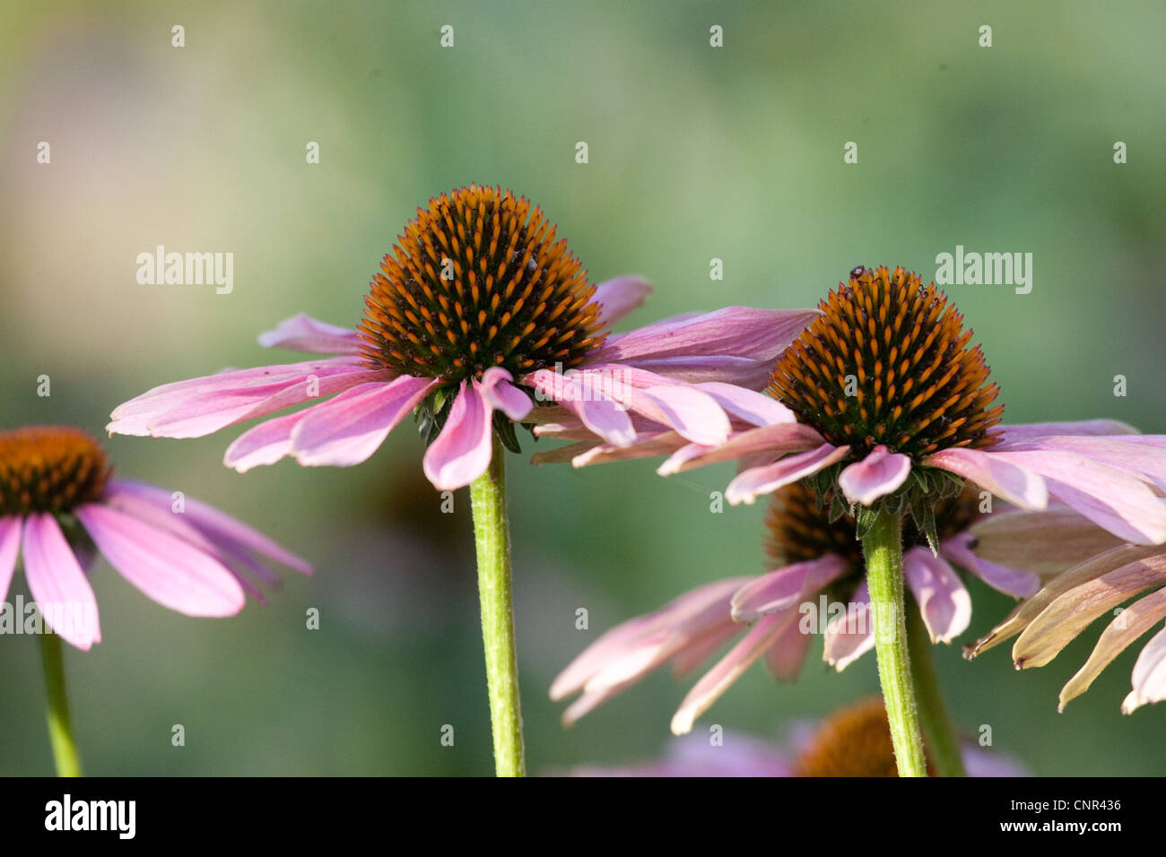 Colors Flowers Grass Nature wild flowers Stock Photo - Alamy