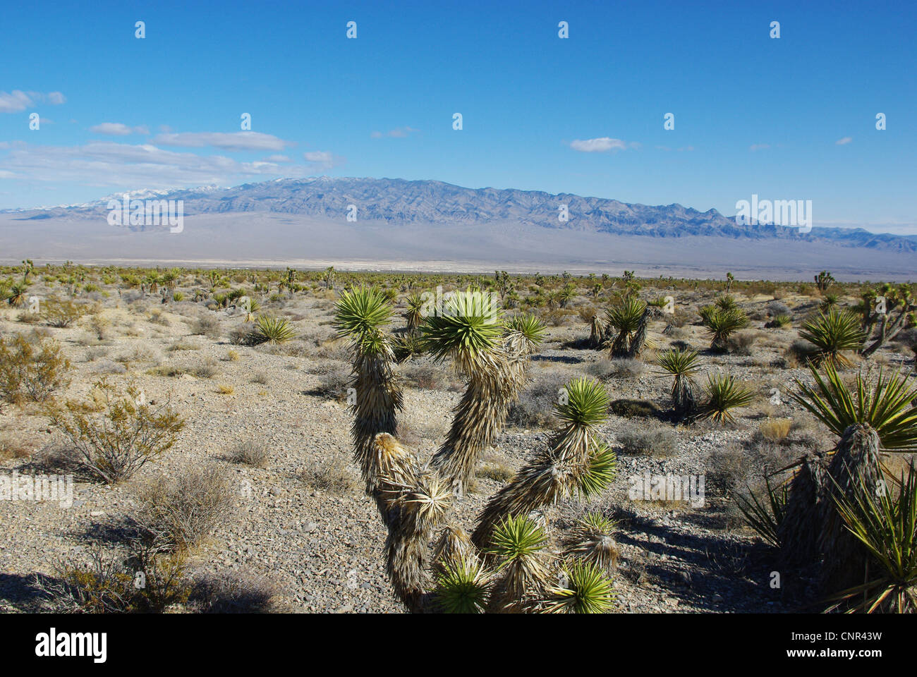 Nevada desert impression Stock Photo - Alamy