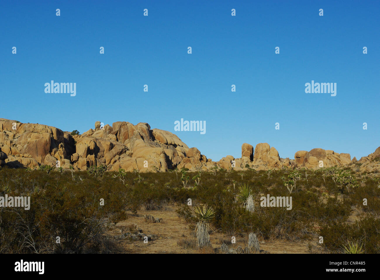Cactus and rock hi-res stock photography and images - Alamy