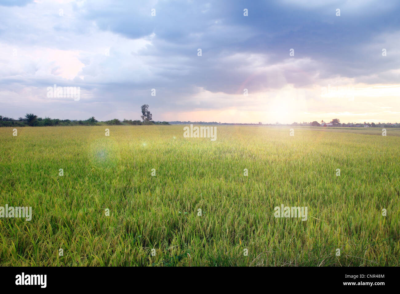 Green Terraced Rice Field at Sunset Stock Photo - Alamy