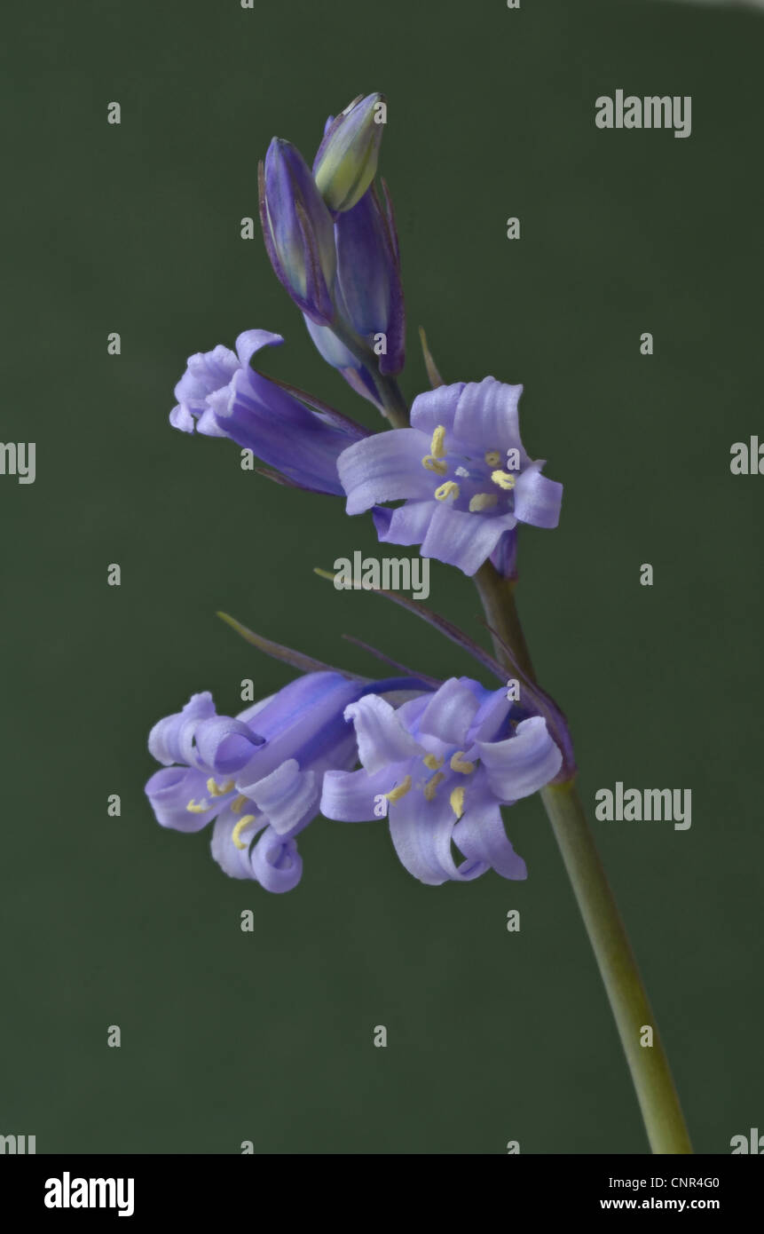 Close-up photograph of Bluebell flowers Stock Photo - Alamy