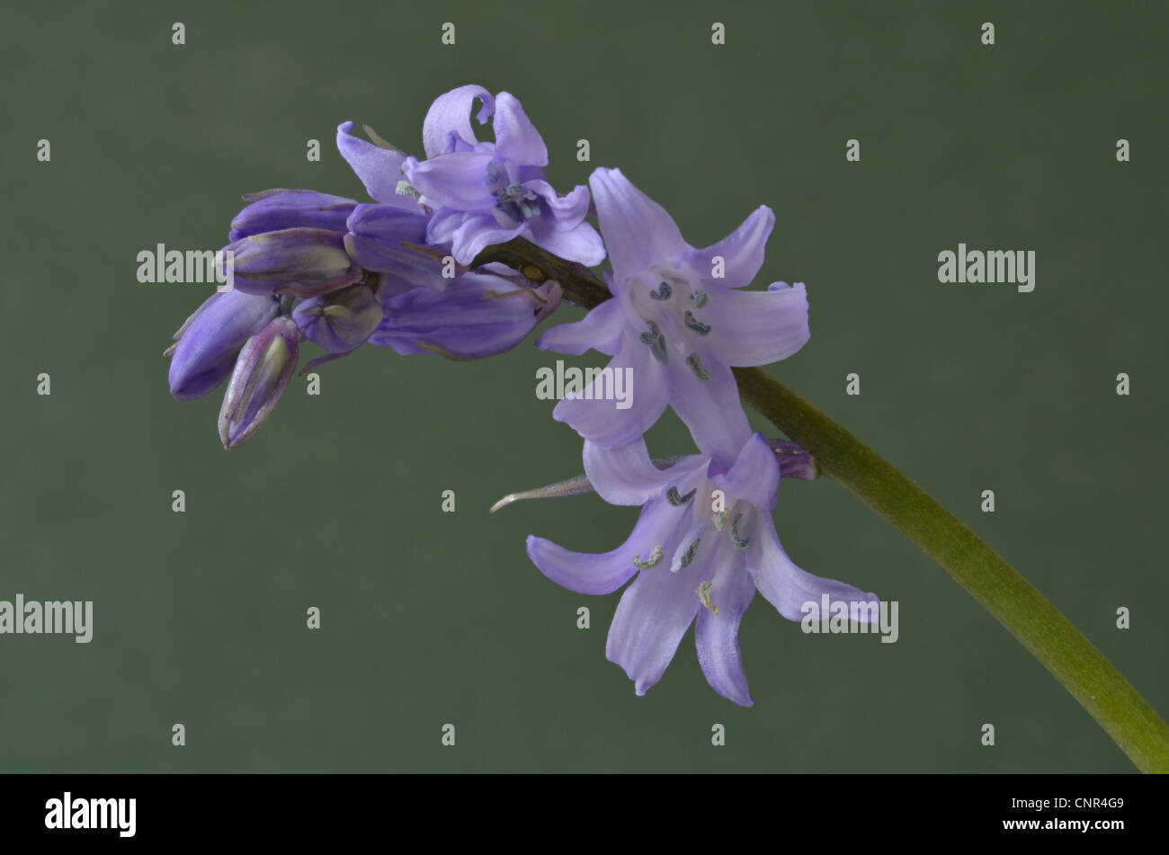 Close-up photograph of Bluebell flowers Stock Photo - Alamy