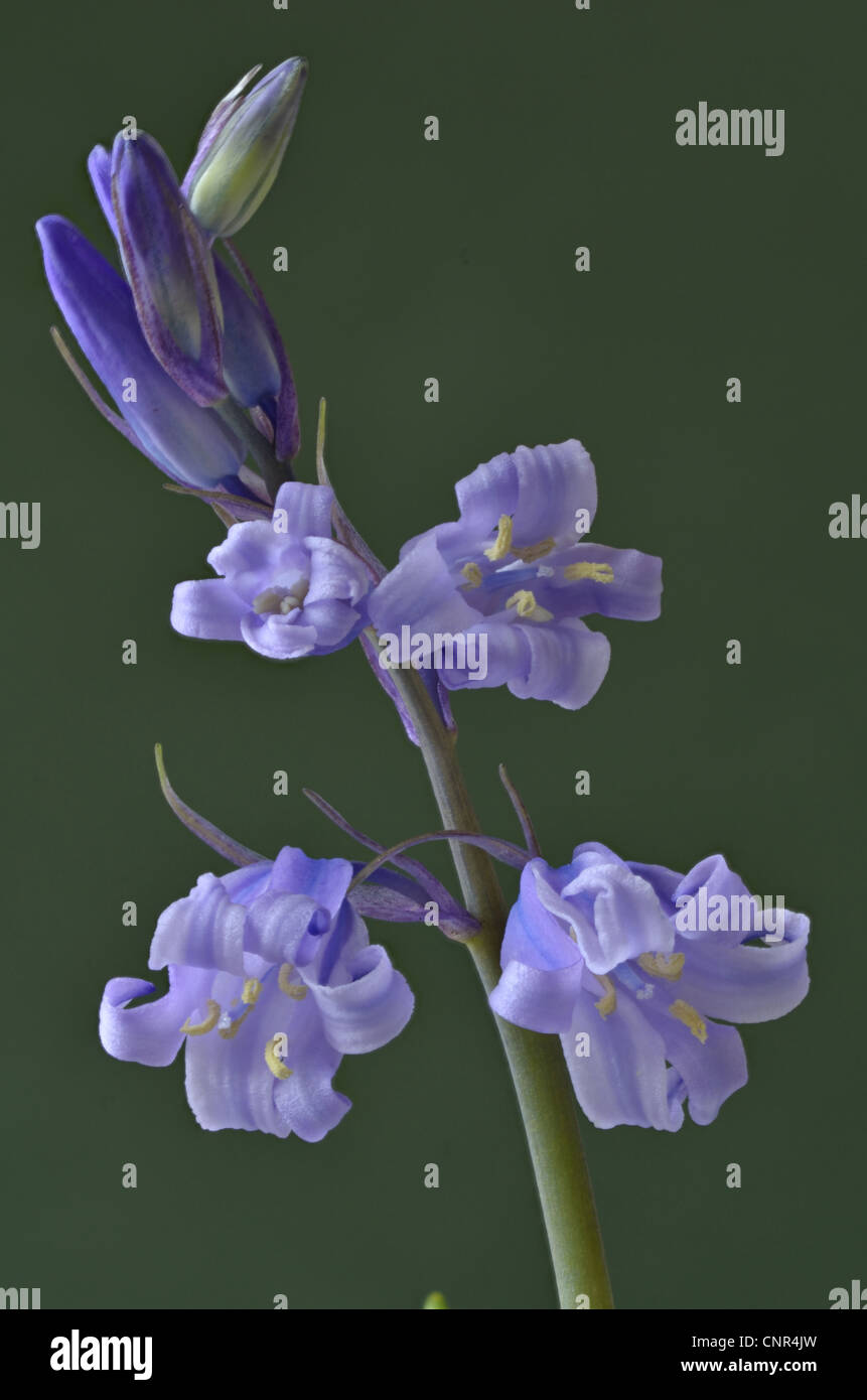 Dark bluebell hi-res stock photography and images - Alamy