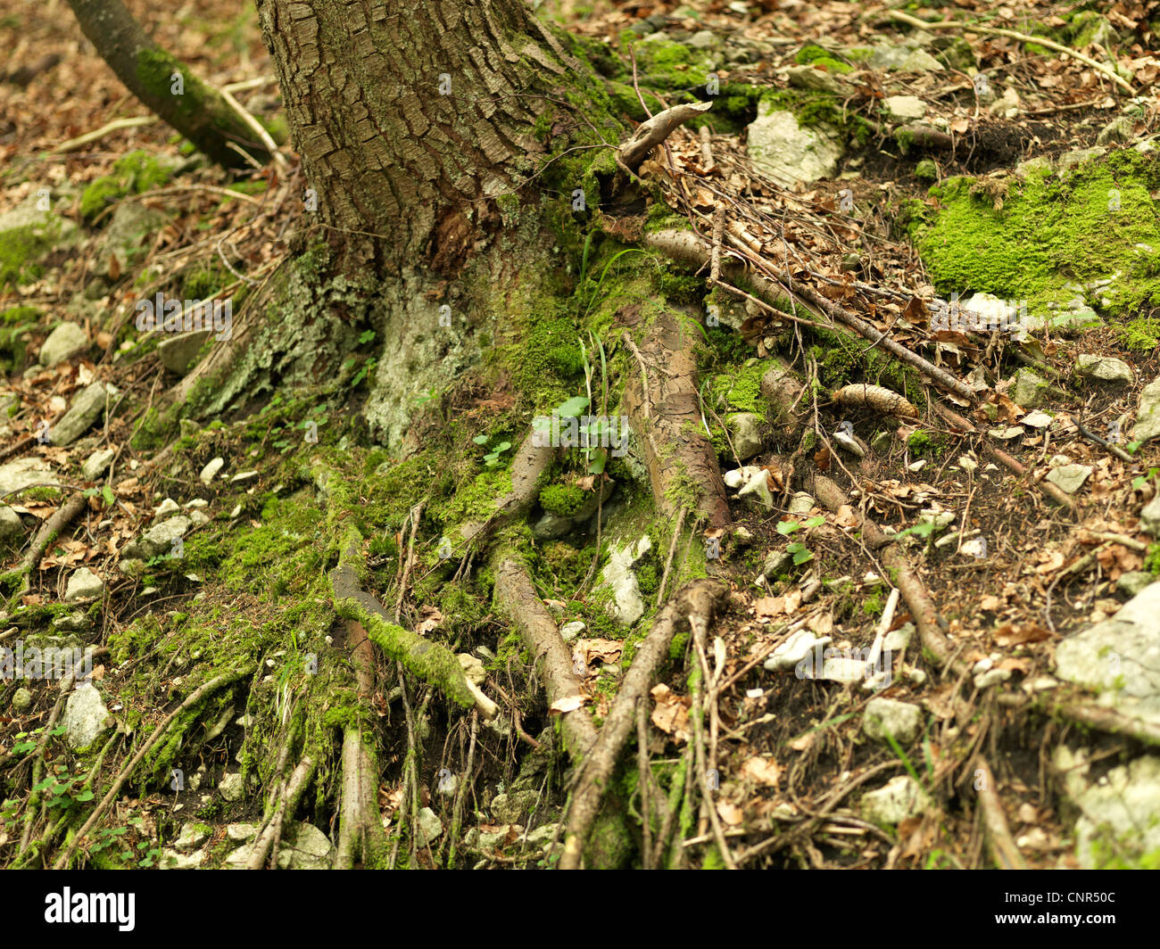 Tree Trunks Up Close High Resolution Stock Photography and Images - Alamy