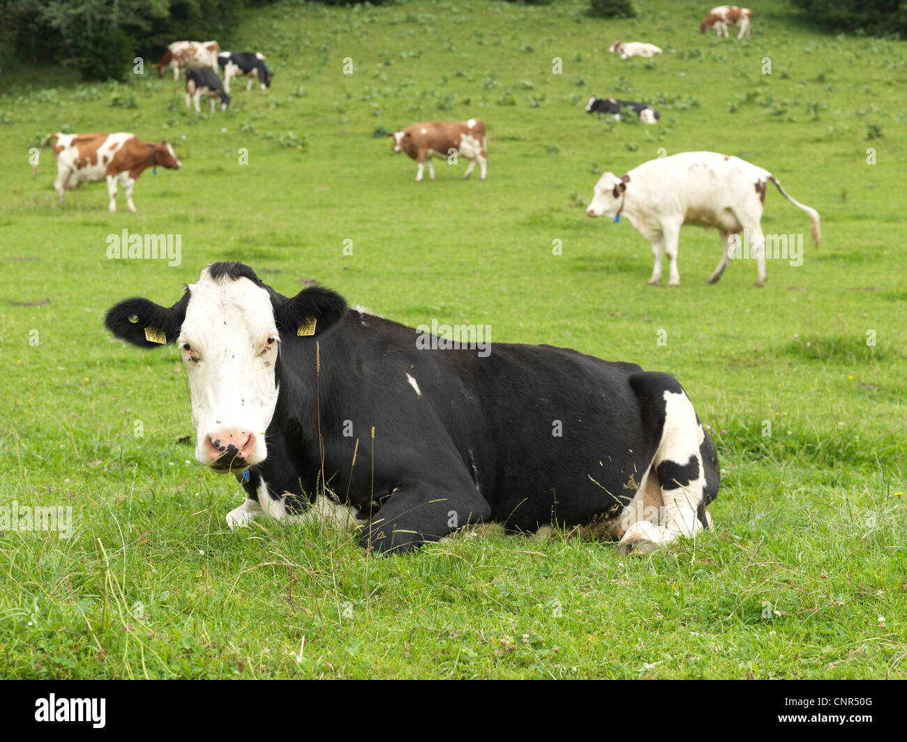 Cows Laying In Grass High Resolution Stock Photography and Images - Alamy