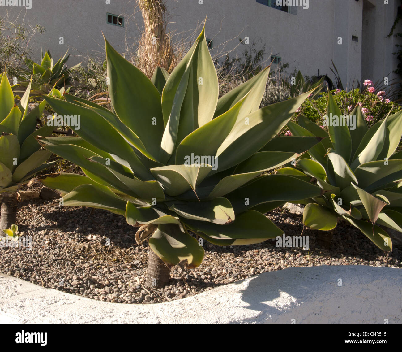 Century plant in residential garden Stock Photo - Alamy