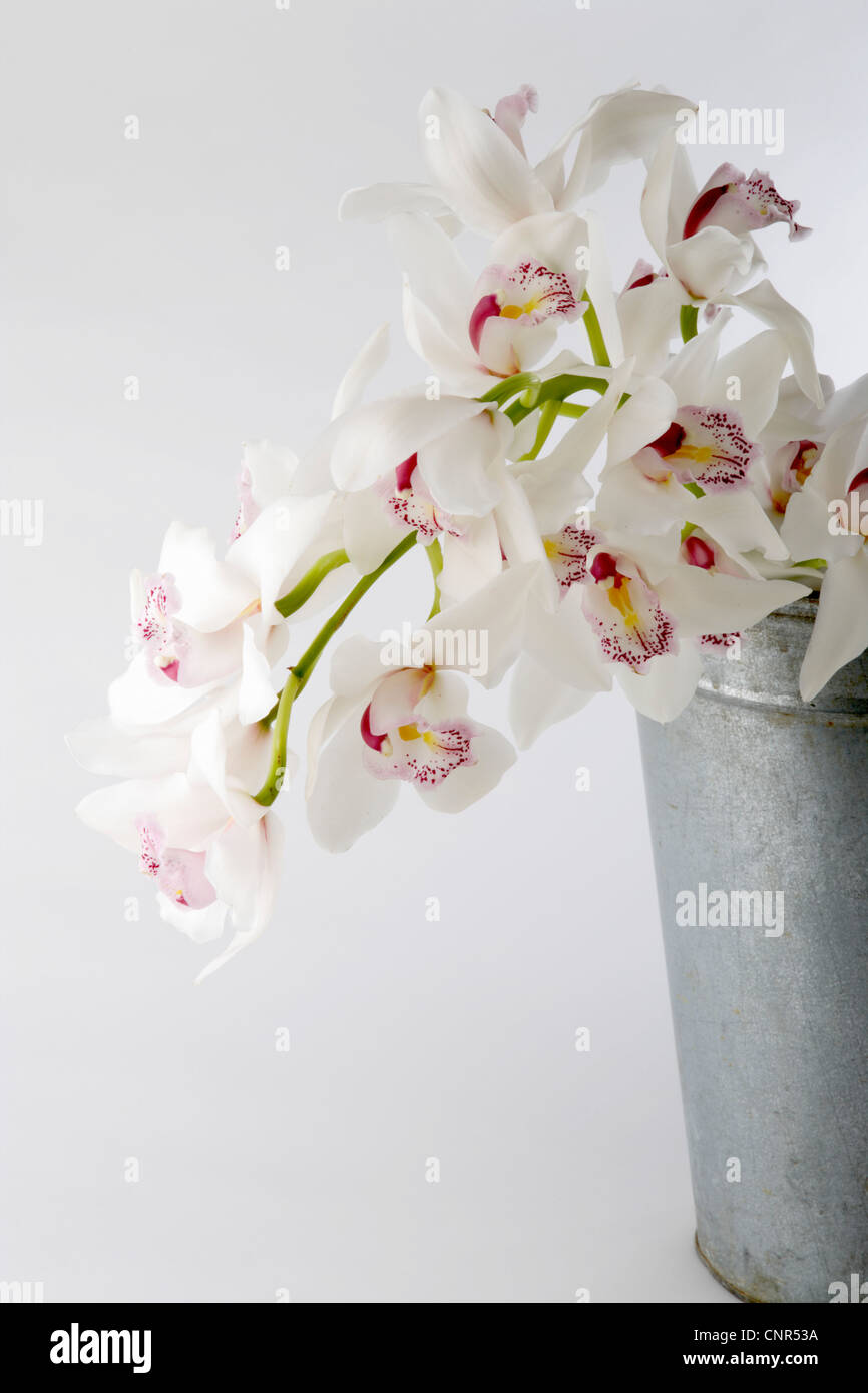 Bucket orchids hi-res stock photography and images - Alamy