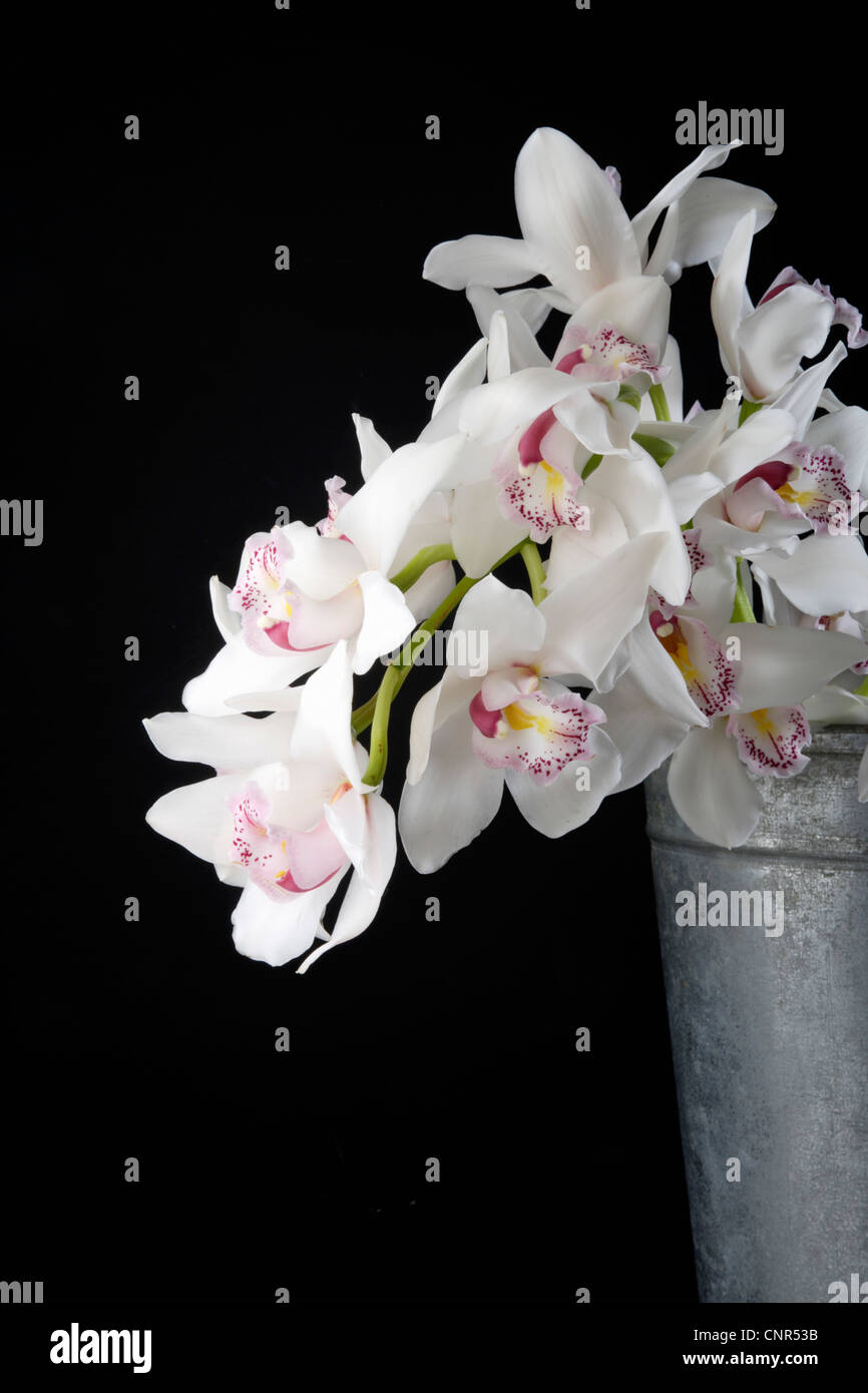 Bucket orchids hi-res stock photography and images - Alamy