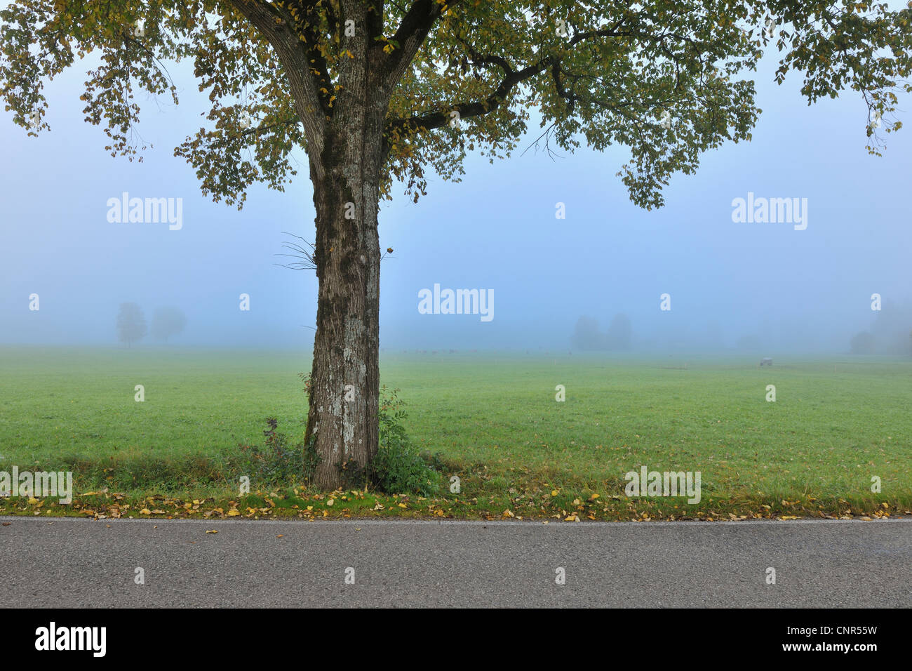 Lone Tree, Forggensee, Ostallgau, Bavaria, Germany Stock Photo - Alamy