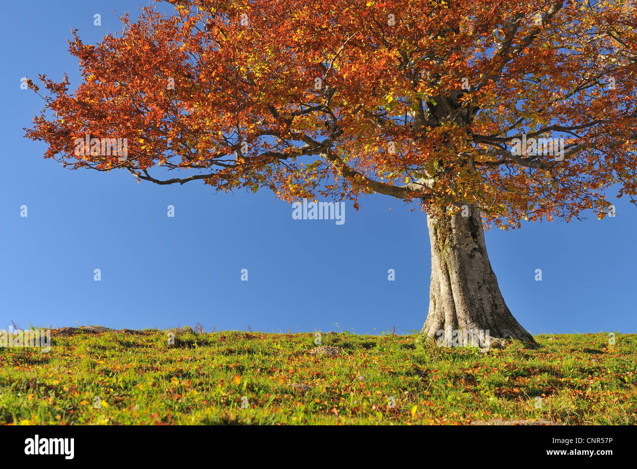 Beech autumn germany hi-res stock photography and images - Alamy