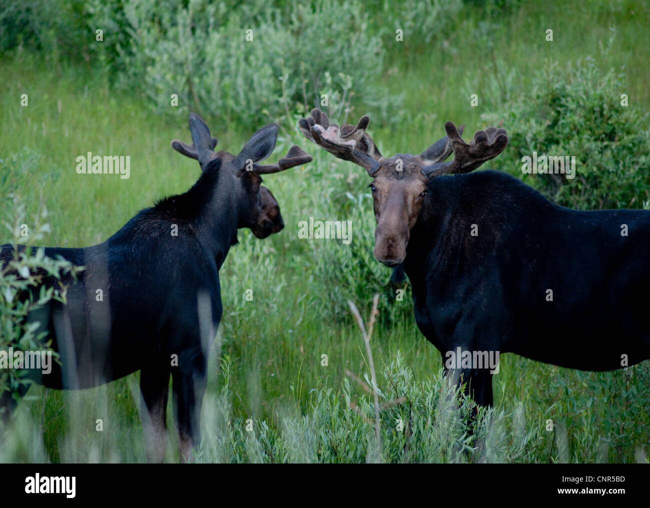 Moose in tall grass hi-res stock photography and images - Alamy