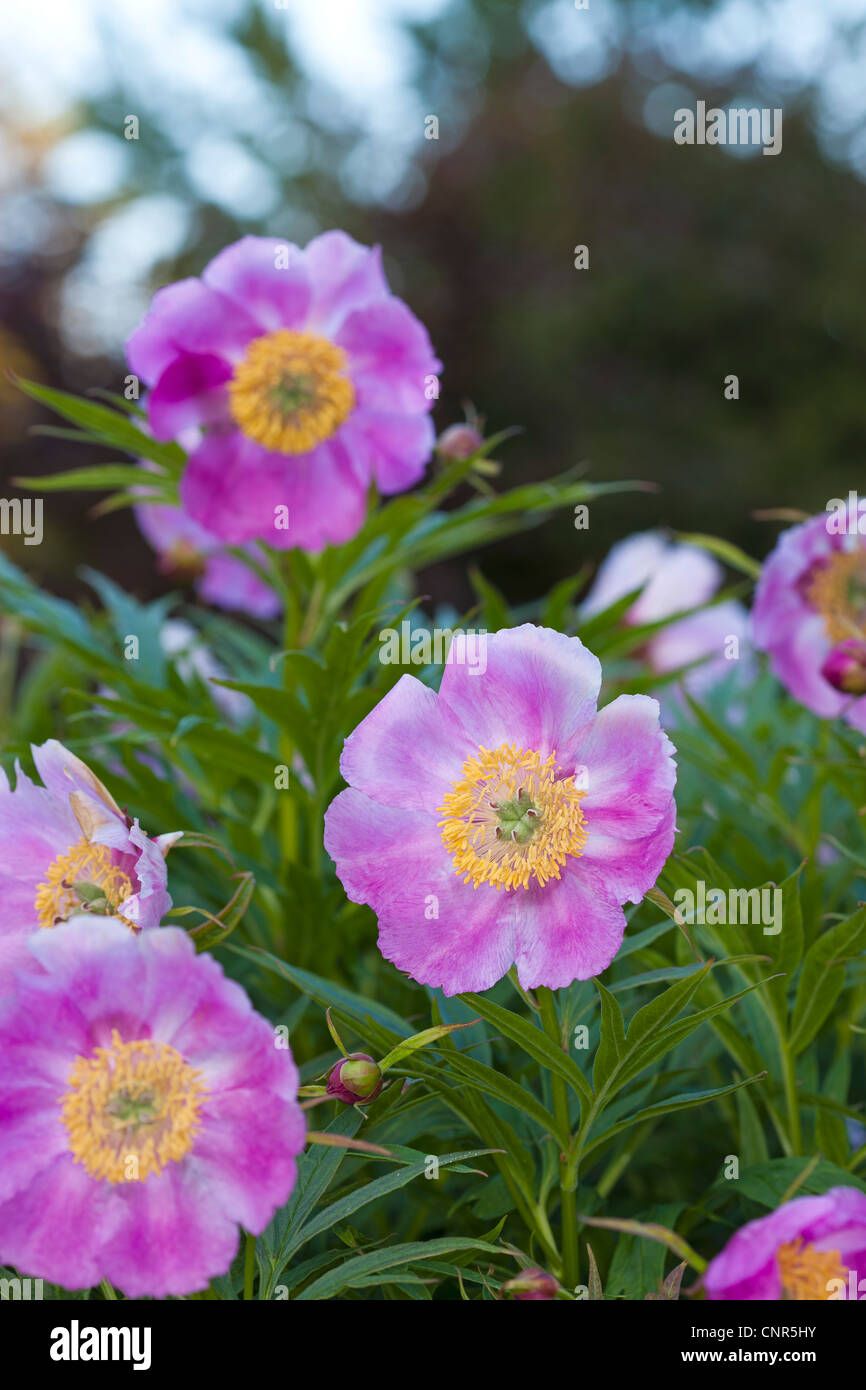 Peony veitchii hi-res stock photography and images - Alamy