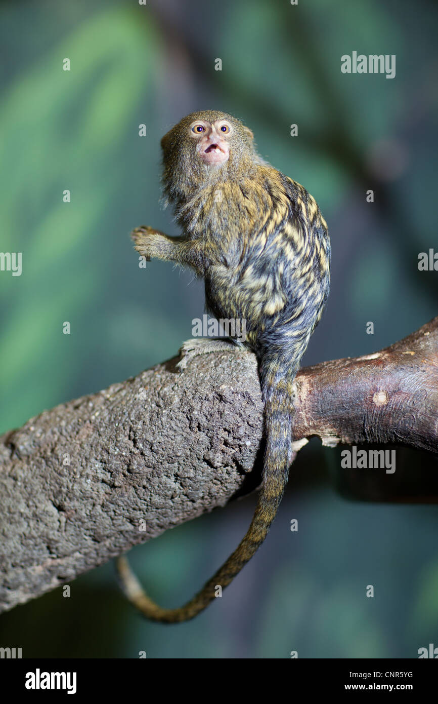 Cute Pygmy Marmoset