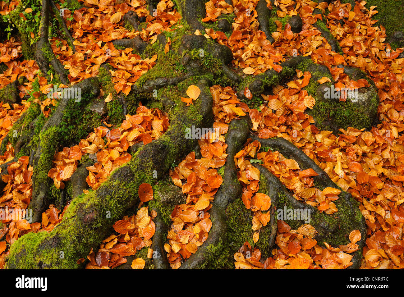 Tree Roots and Leaves, Triberg im Schwarzwald, Schwarzwald-Baar, Black ...