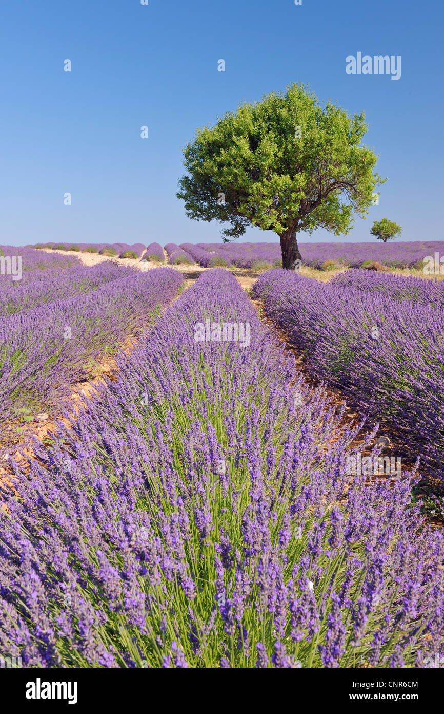 Tree in Lavender Field, Valensole Plateau, Alpes-de-Haute-Provence ...
