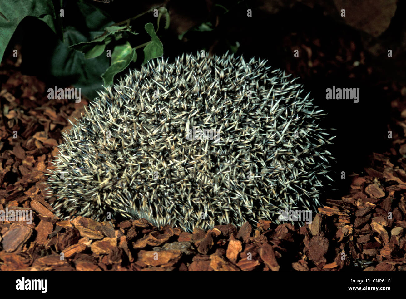 Four-toed hedgehog or African pygmy hedgehog (Atelerix albiventris ...