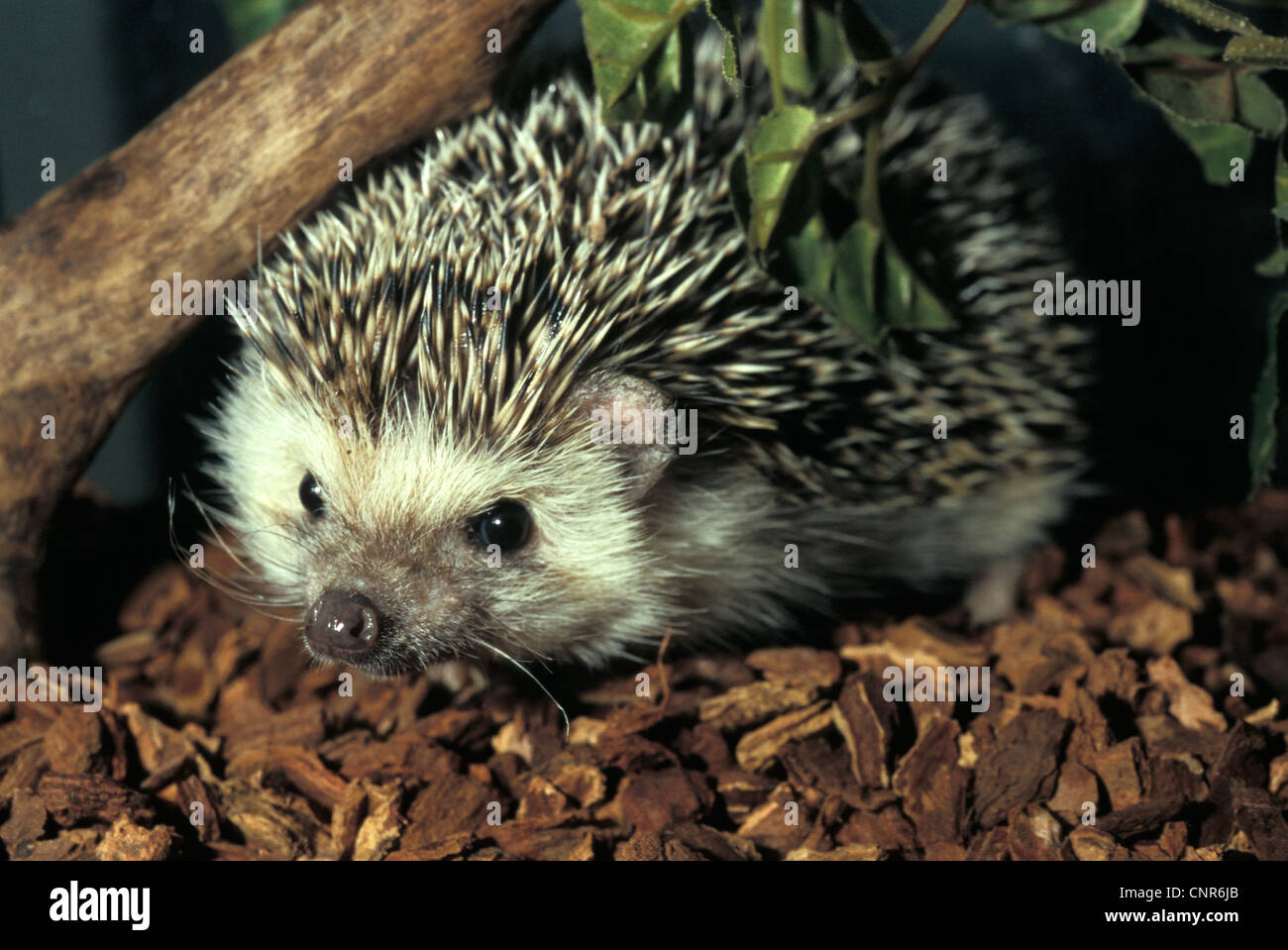 Four Toed Hedgehogs Sting
