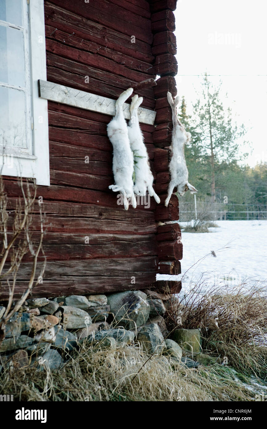 Dead rabbits hi-res stock photography and images - Alamy