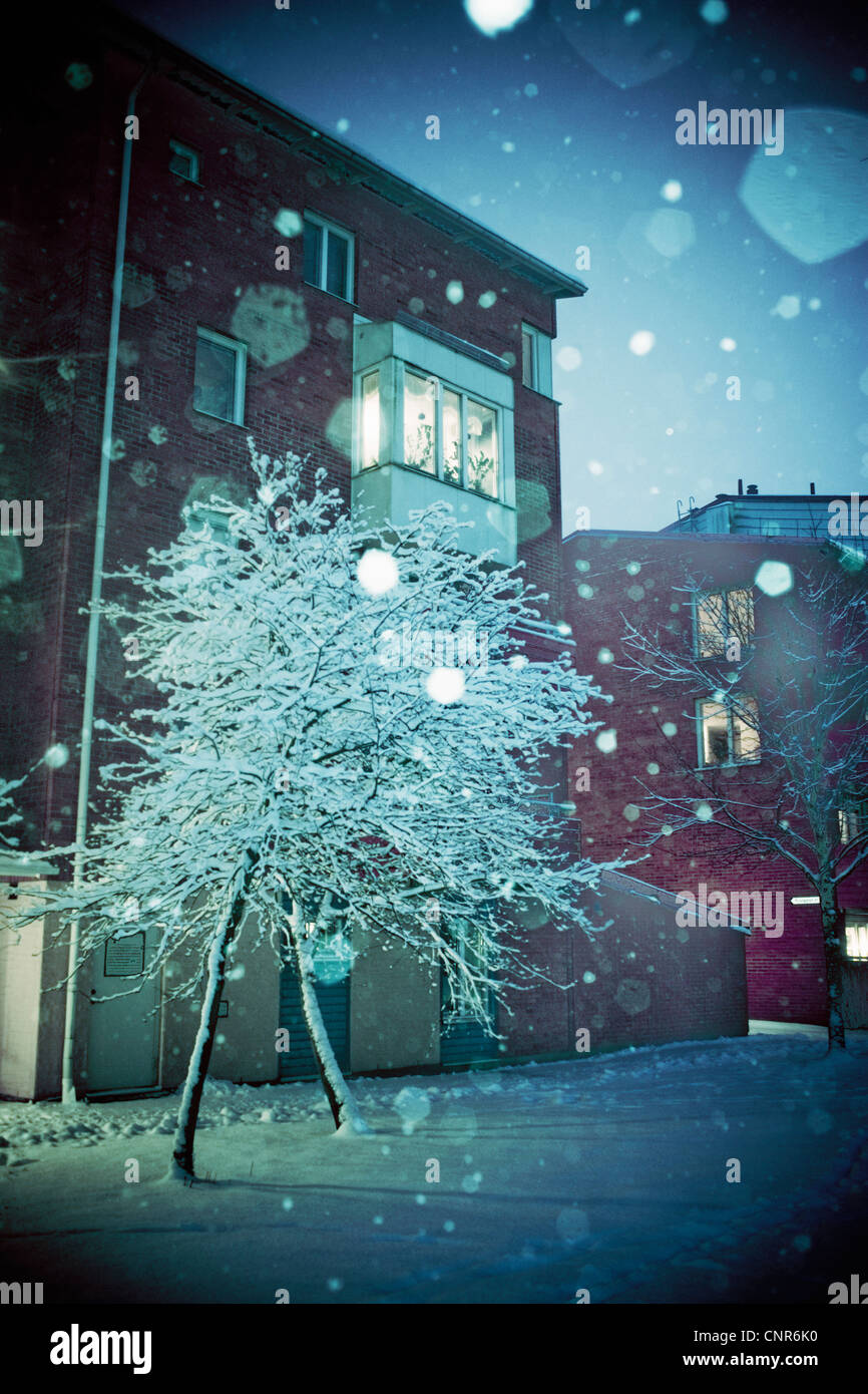 Snowy tree on city street Stock Photo - Alamy