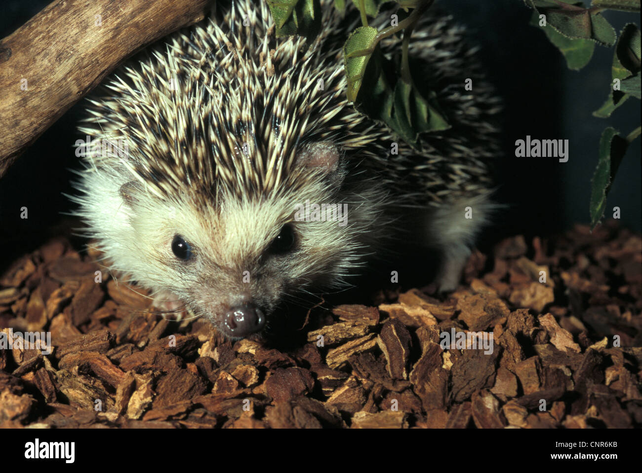 Four-toed hedgehog or African pygmy hedgehog (Atelerix albiventris ...