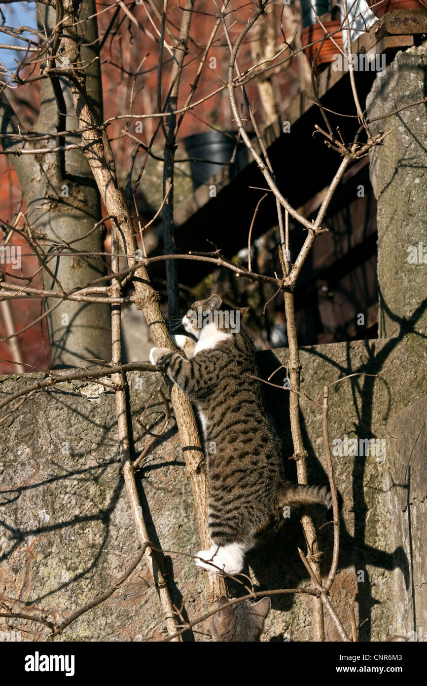 domestic cat, house cat (Felis silvestris f. catus), climbing on a tree ...