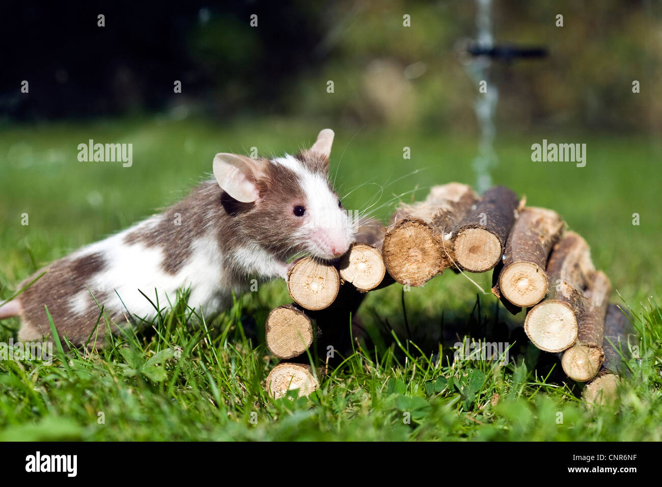 house mouse (Mus musculus), fancy mouse stretching at bridge made of ...
